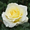 Heirloom Roses - Elina® Hybrid Tea Rose Plant - Walmart.com