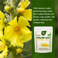 IM Mullein Leaf Herbal Tea for Respiratory Support, Lung Cleanse ...