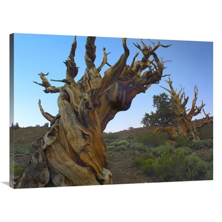 30 x 40 in. Foxtail Pine Tree, Ancient Trees, Schulman Grove, White ...