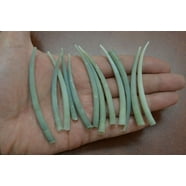 Coco Midrib Sea Shell Pack: Natural, 6 inches - Walmart.com