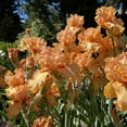 Bearded Iris - Autumn Riesling - 1 Bulb - Orange Flower Bulbs, Rhizome ...