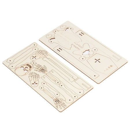 Human Skeleton Assemble Toy,Human Skeletal Assemble Model DIY Human ...