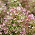 Proven Winners ColorChoice Tiny Quick Fire Hydrangea Live Shrub (2 ...