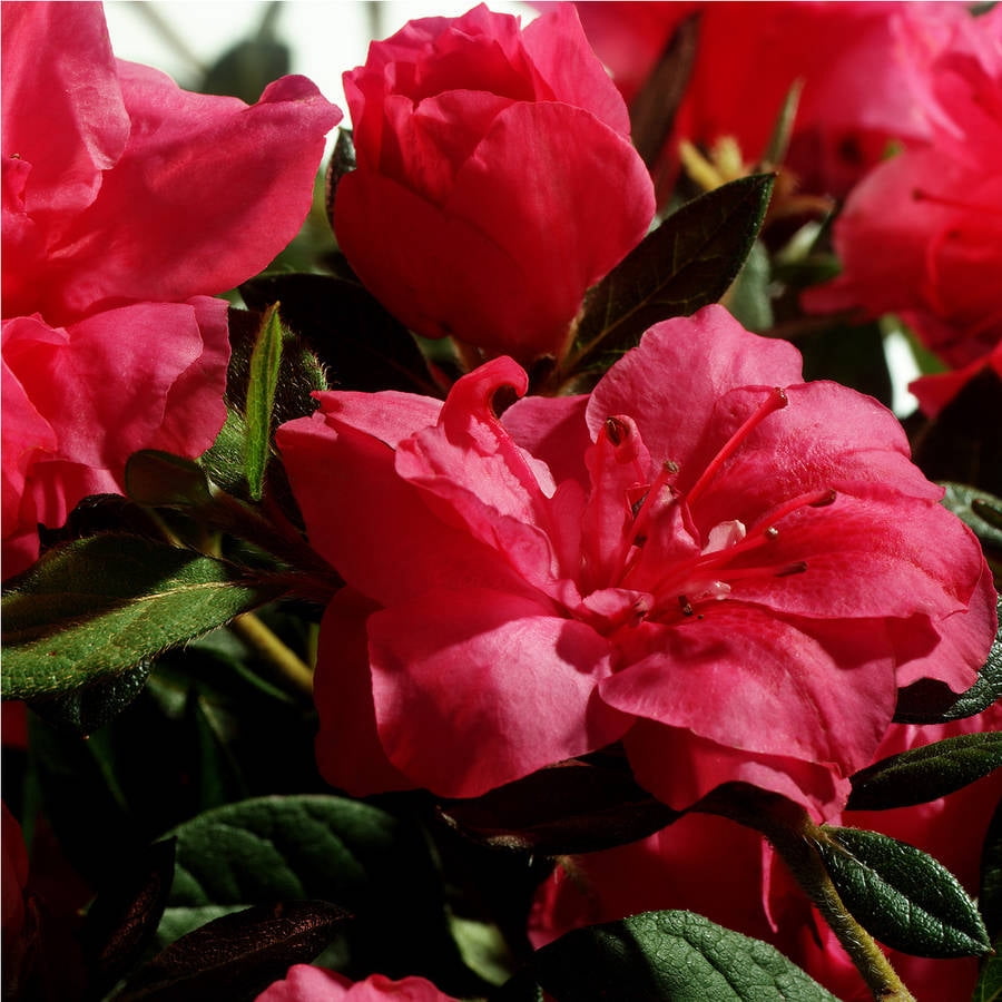 Encore Azalea Autumn Rouge (1 Gallon) Dark Pink Flowering Shrub - Full ...