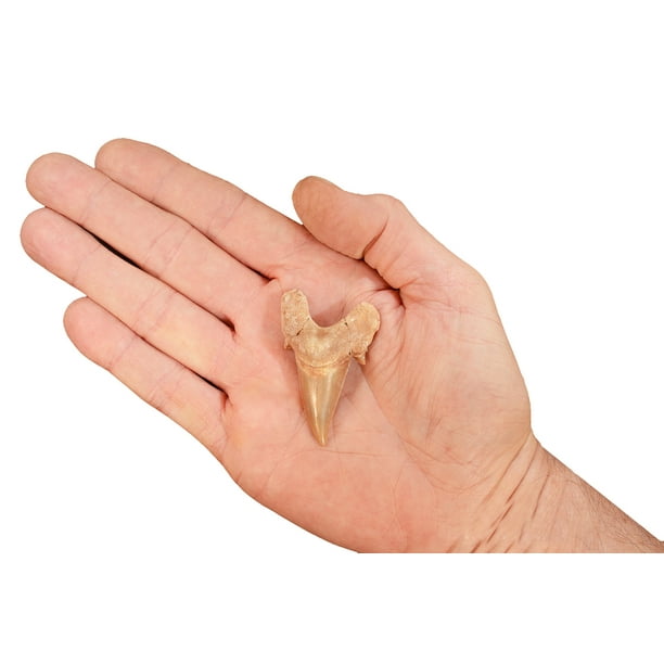 Kidz Rocks Shark Tooth 1 1/2" Fossil Raw Chakra Healing Stone Tan Rock ...