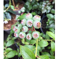 Set 2 Top Hat Blueberry Live Plants, Starter Plant, Dwarf Fruit Tree ...