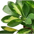A Starter Trinette Arboricola Plants Variegated Schefflera Arboricola ...