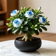 Unique Desert Rose - Desert Rose Bulbs - Surprise Growth - Exquisite ...