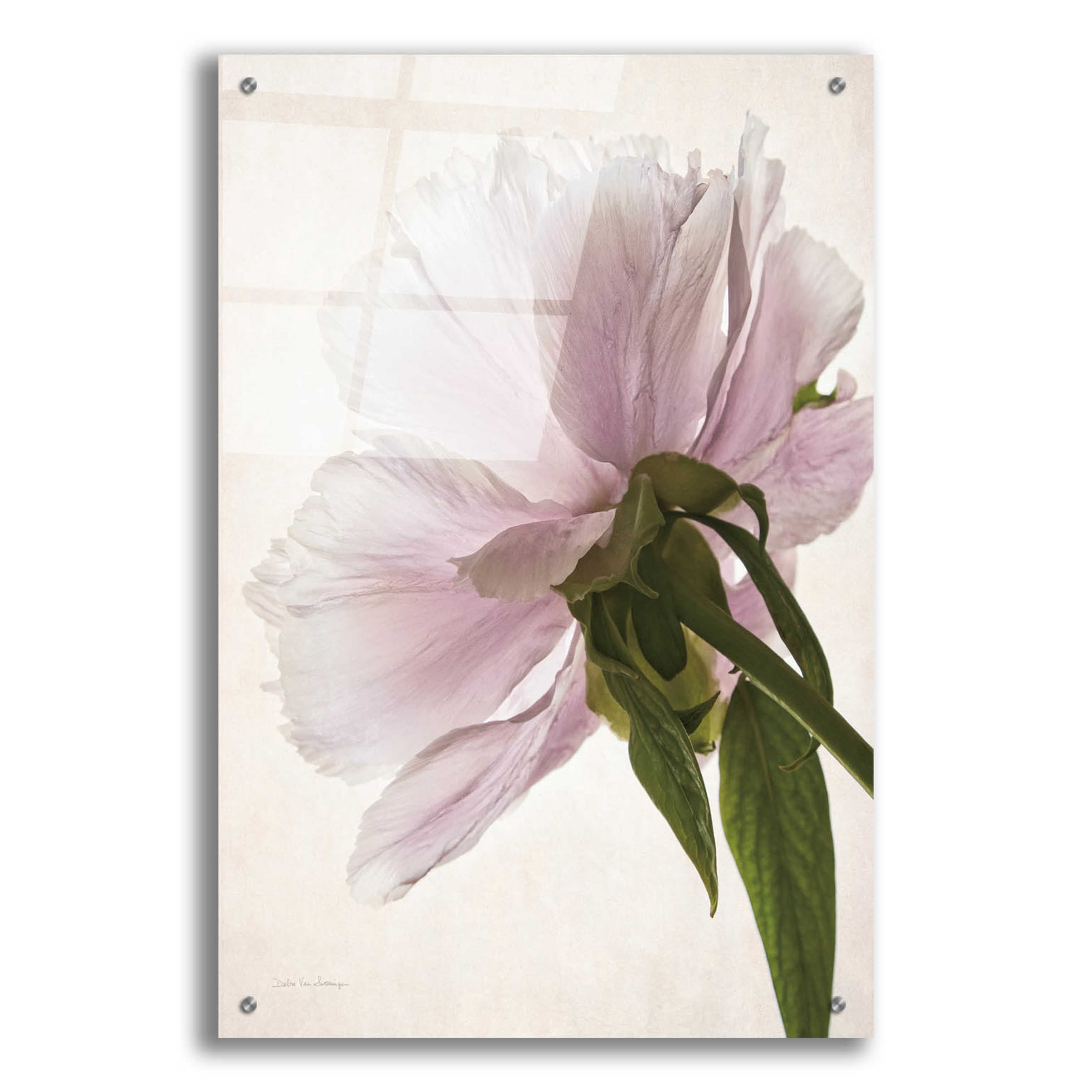 Epic Art 'Translucent Peony III' by Debra Van Swearingen, Acrylic Glass Wall Art, 24"x36 ...