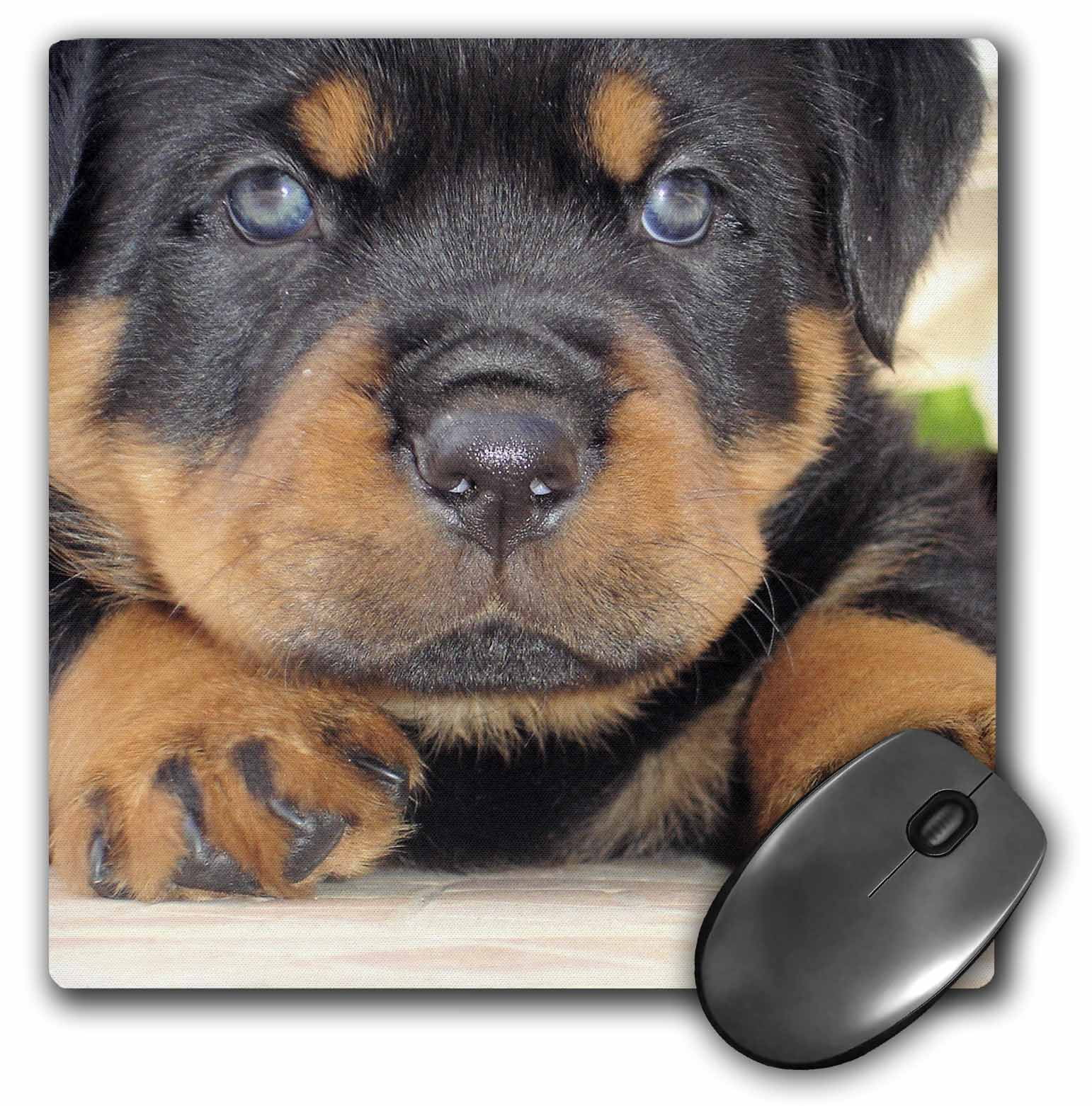 3dRose Tiger Feet - rottweiler, rottweilers, rottie, rottie owner ...