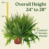 Tropical Plants of Florida: Live Kimberly Queen Fern, 26"-32" Indoor ...