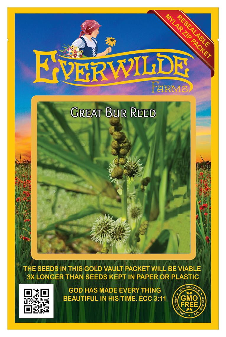 Everwilde Farms - 20 Great Bur Reed Native Wildflower Seeds - Gold ...
