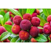 Banana Tree Seeds for Planting - 10 Seeds - Walmart.com