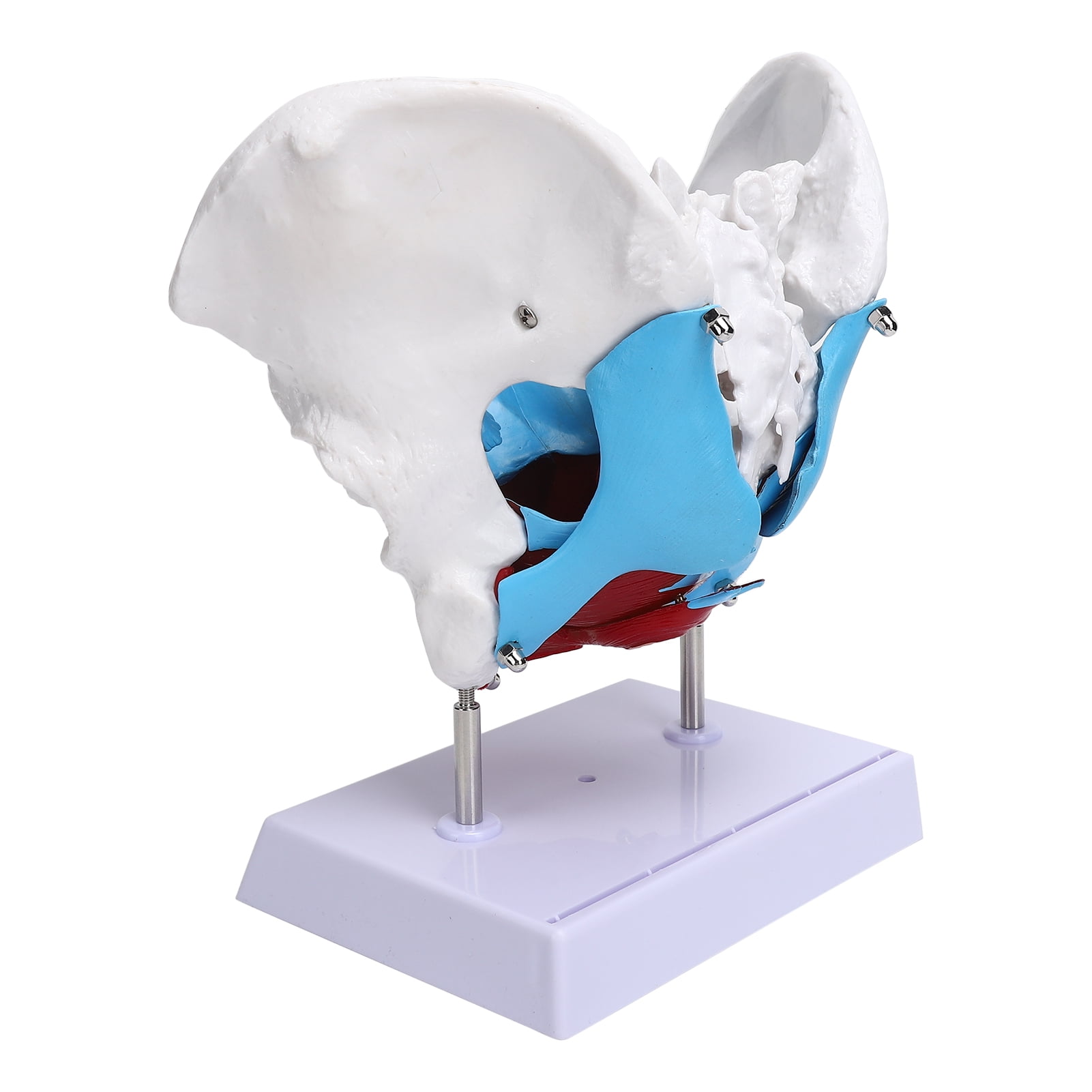 Modelo de pelvis femenina LHCER Modelo de músculo del piso pélvico ...