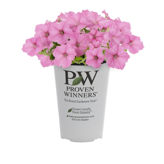 Proven Winners 4" Supertunia Pink Tiara Petunia Live Plant in 4.25" Pot ...