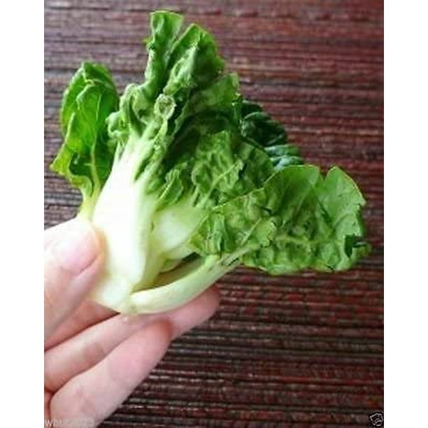 Bok Choy Vegetable