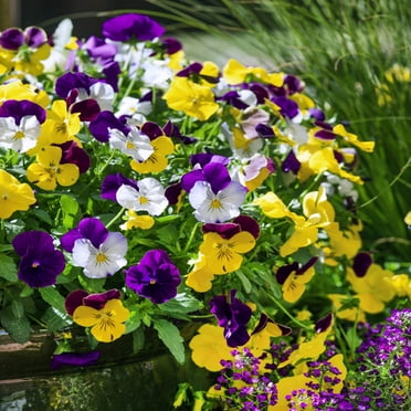 Outsidepride Pansy Cool Wave Violet Wing - 30 Seeds - Walmart.com