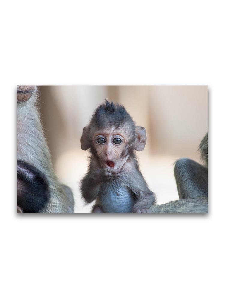 Surprised Baby Monkey Poster -Image by Shutterstock - Walmart.com