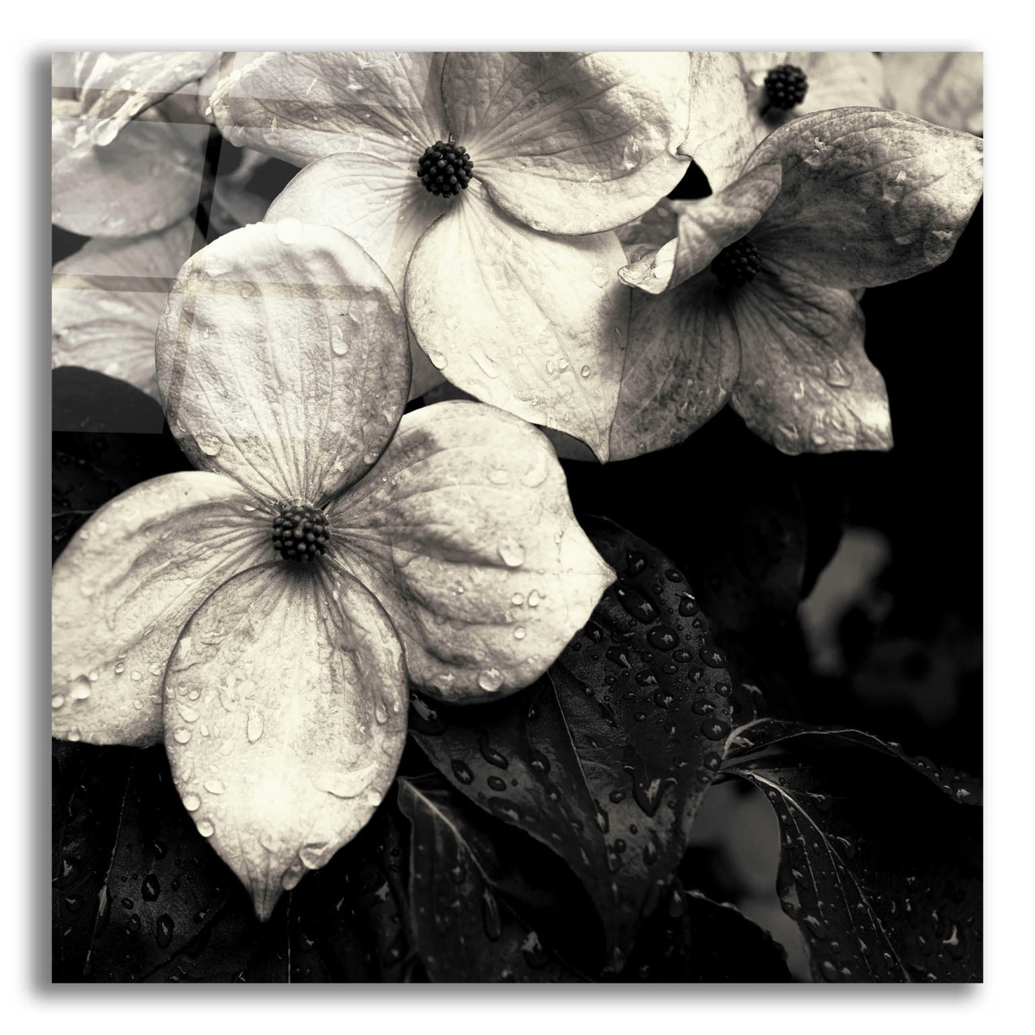 Epic Art 'Dogwood Flower No. 3' by Gary Horsfall, Acrylic Glass Wall ...