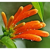 200 Orange Honeysuckle Seeds Vine Fragrant Lonicera cilosa Bush ...