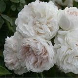 Heirloom Roses White Climbing Rose - Long John Silver Rose Plant , Own ...