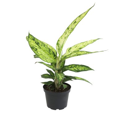 Altman Plants 1Gal Liriope Aztec Live Plant - Walmart.com