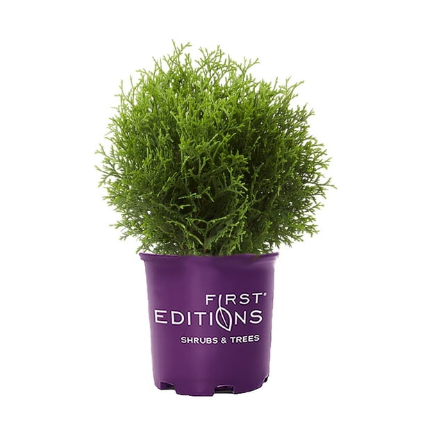First Editions 2G Arborvitae Planet Earth Live Shrub - Walmart.com