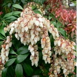 Pink Andromeda Bush Seeds for Planting (30 Seeds) - Pieris Japonica ...