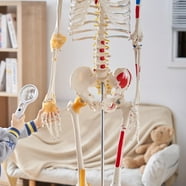 Eisco Labs Human Nose Anatomical Model, Longitudinal Section, 2 Times ...