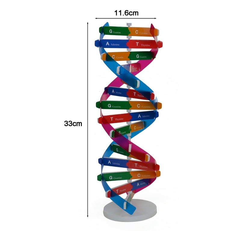 Dna Double Helix Coloring Worksheet The Structure Of DNA