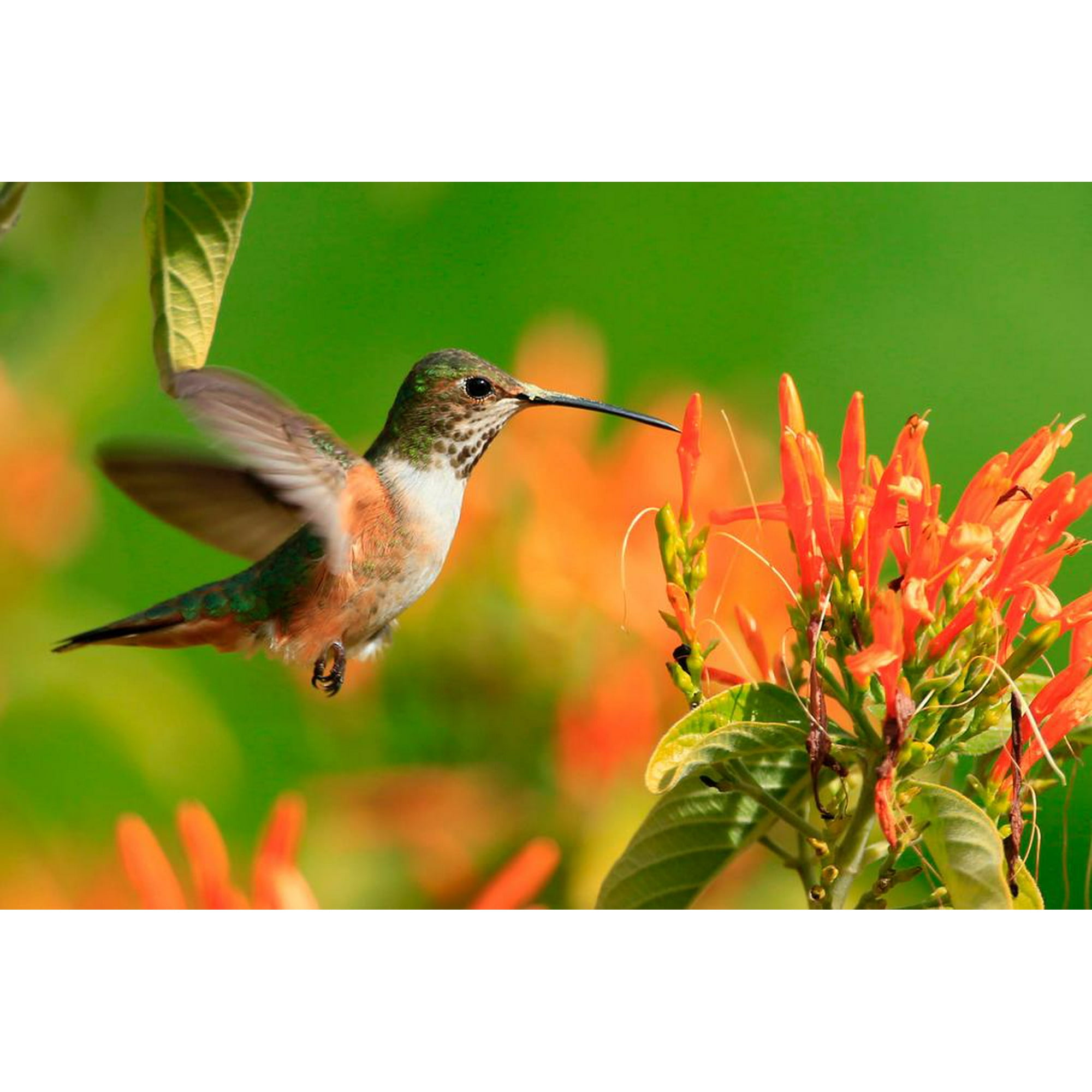 Giant Hummingbird Flying