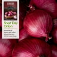 5 packs Burgundy Red Onion Seeds - Non-GMO Heirloom Full Sun Biennial ...