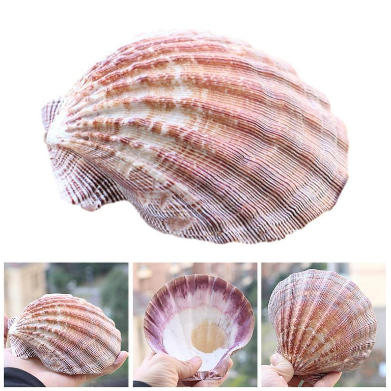 Large Scallop Seashells
