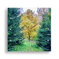 3drose, Young Oak Tree Between Two Fir Trees on a Wet Autumn Day, 15x15 ...