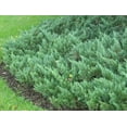 Parsoni Juniper 3 Extra Large 3 Gallon Plants Healthy Drought-Resistant ...