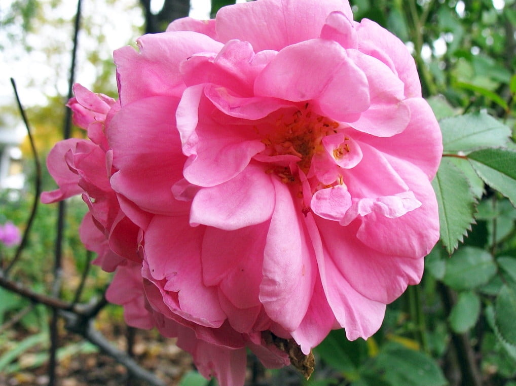 John Davis Climbing Antique Heirloom Rose - Super Hardy - 2.5" Pot ...