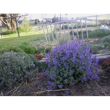 Cat Mint - Blue Moon - Herb Garden Seeds - 100 Seeds - Non-GMO, Open ...