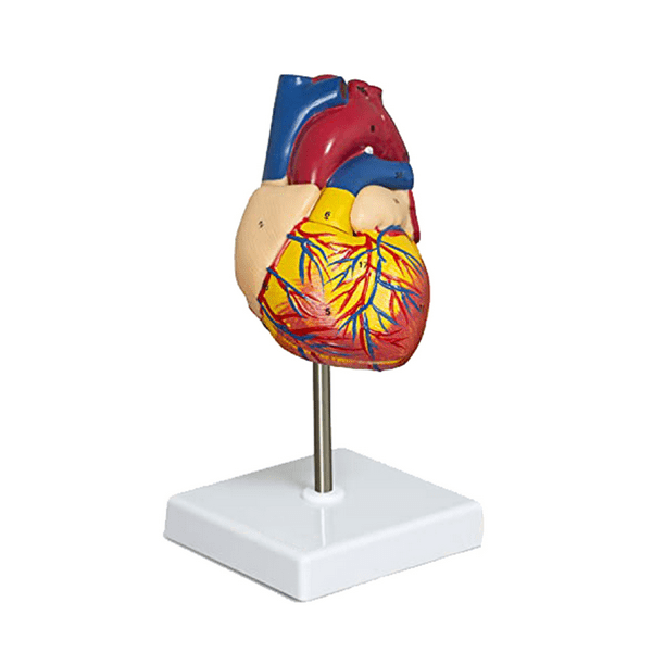 Heart Model, 2-Part Deluxe Life-Size Human Heart Model Anatomy with 34 ...