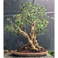 Too Little Weeping Fig - Ficus benjamina - 4" pot - House Plant/Bonsai ...