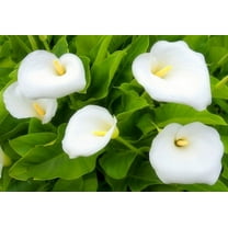 Flower Cala: 5 Picasso Calla Lily Bulbs, Bi-Color with Deep Purple ...