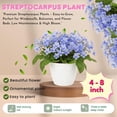 Blue Ice Streptocarpus Plant Live, Ladyslipper Primrose Flowering ...