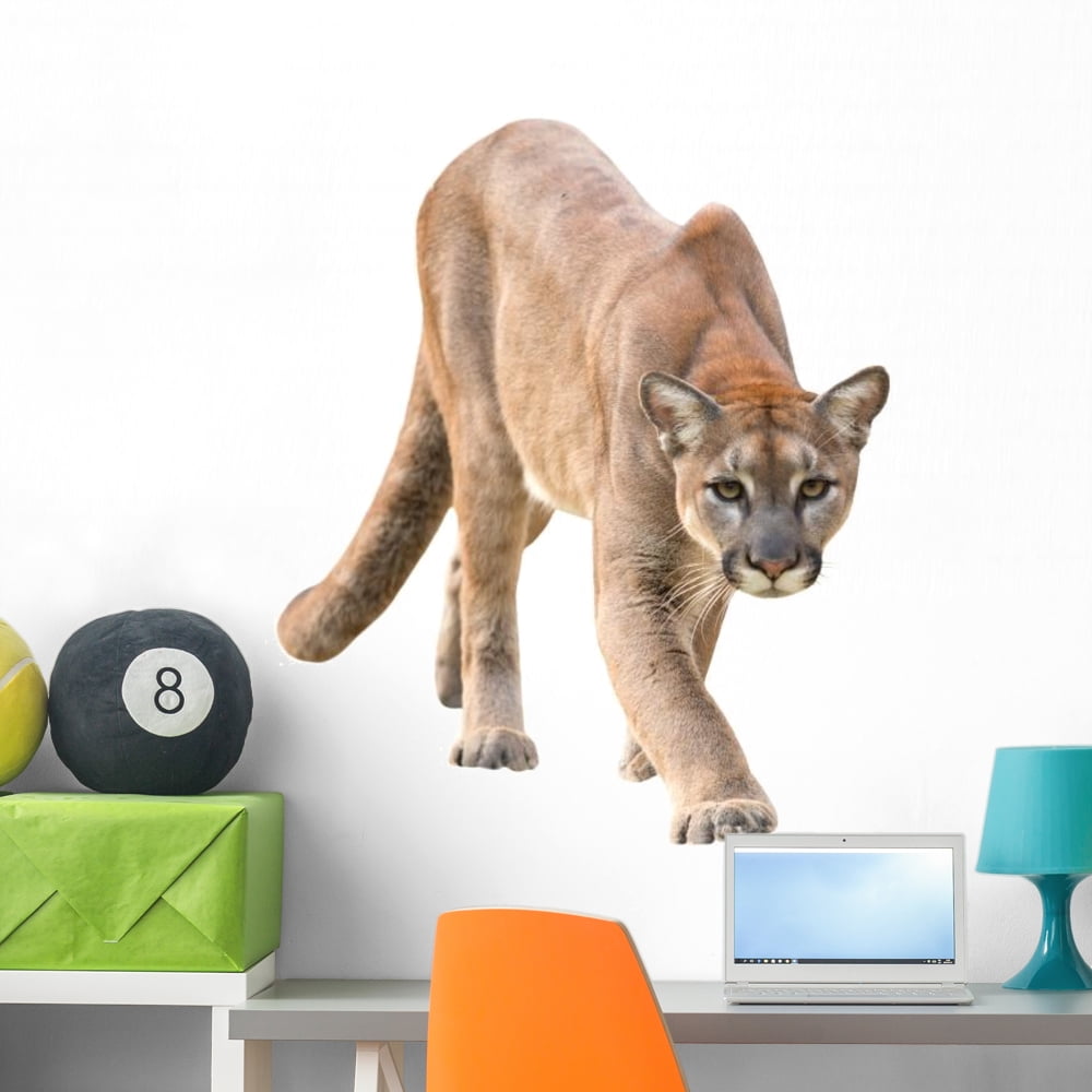 Puma Wall Decal by Wallmonkeys Peel and Stick Graphic (36 in H x 30 in ...