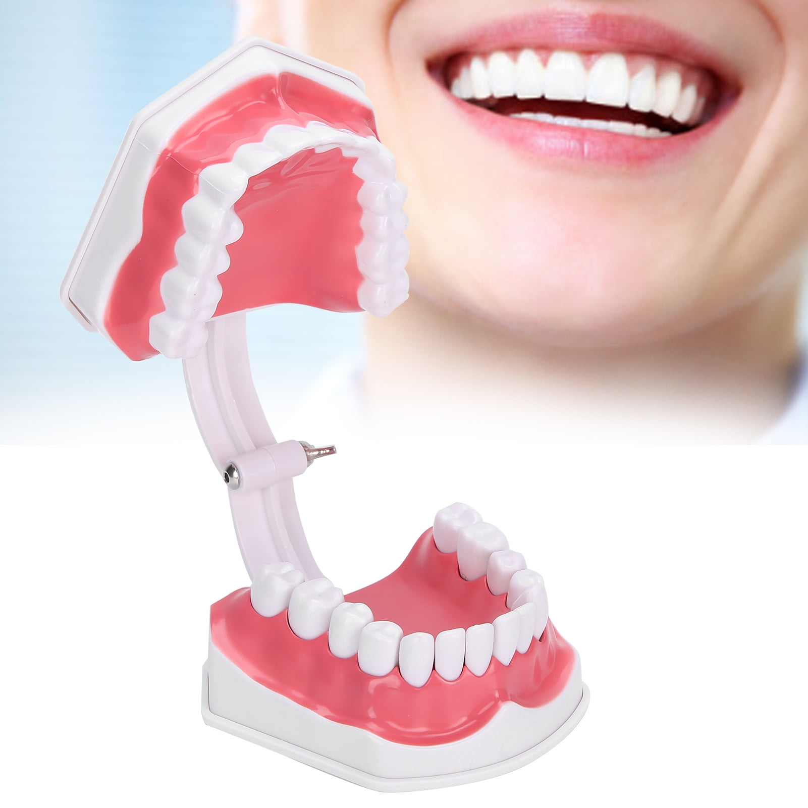 Modelo de dientes Jadeshay para enseñanza dental 28 dientes permanentes ...