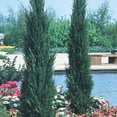 Skyrocket Juniper 5 Live Trees Juniperus Scopulorum Upright Columnar ...