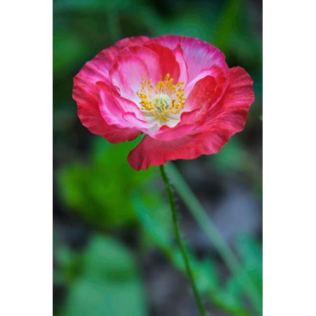Pink poppy flower Poster Print by Anna Miller (18 x 24) # NA01AMI0528 ...