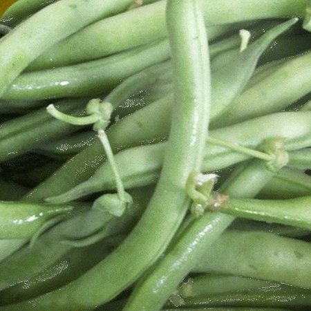 Everwilde Farms - 120 Landreth Stringless Green Bush Bean Seeds - Gold ...