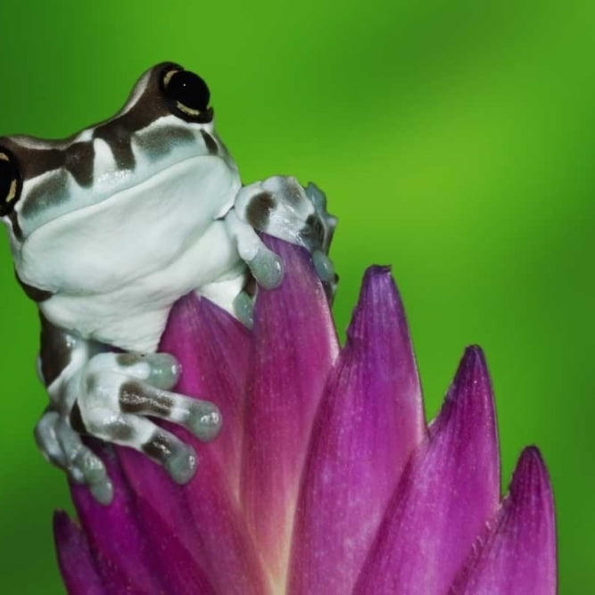 Amazon Tree Frog