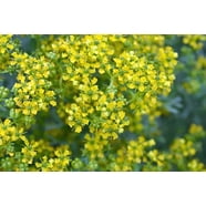 40 CONEHEAD THYME Thymus Capitatus syn. Thymbra Capitata Mediterranean ...