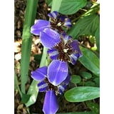 Walking Iris Apostle Plant 1 Extra Large 3 Gallon Plant Neomarica ...