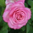 Heirloom Roses Pink Rose Bush - Eleganza® Wedding Bells™ Hybrid Tea ...